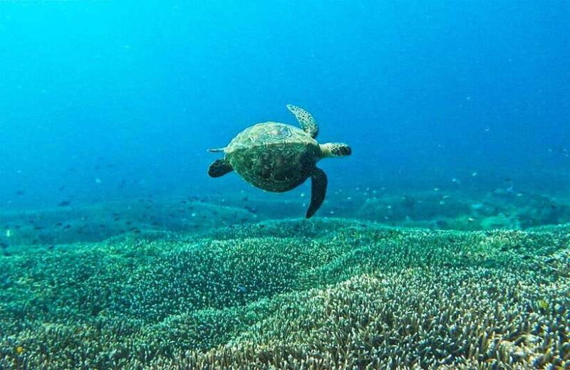 Nusa Penida Afternoon Private Manta Safari Snorkeling - Analyzing the Cost and Value