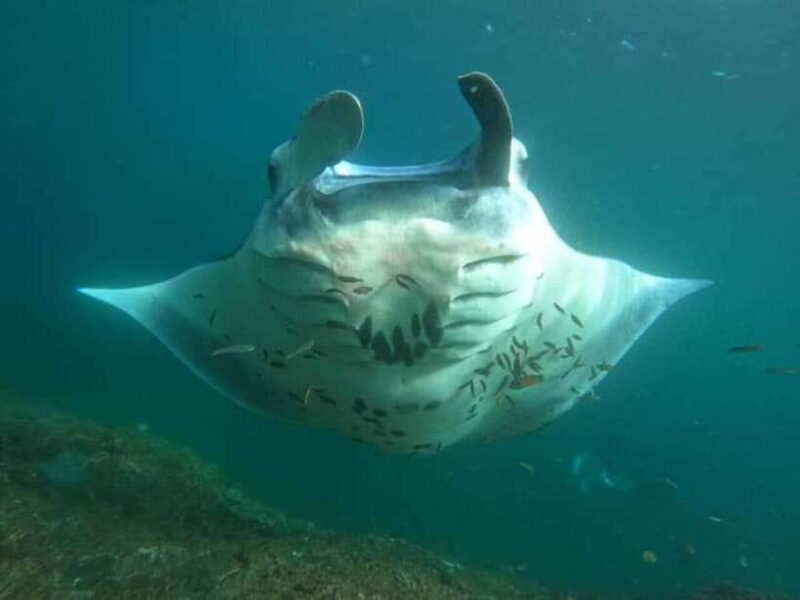 NUSA PENIDA ALL-INCLUSIVE WEST TRIP WITH SNORKLING 3 SPOT - Key Points