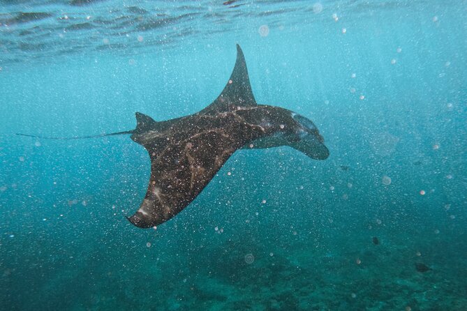 Nusa Penida day trip: boat, 4 snorkeling, Manta rays & Land tour - Key Points