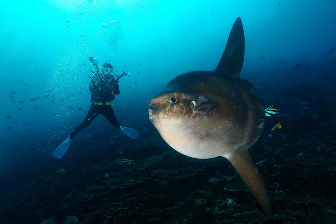 Nusa Penida Day Trip for 3 dives - Why This Tour Is Worth It