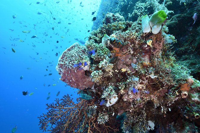 Nusa Penida Day Trip for 3 dives - Who Will Love This Experience?