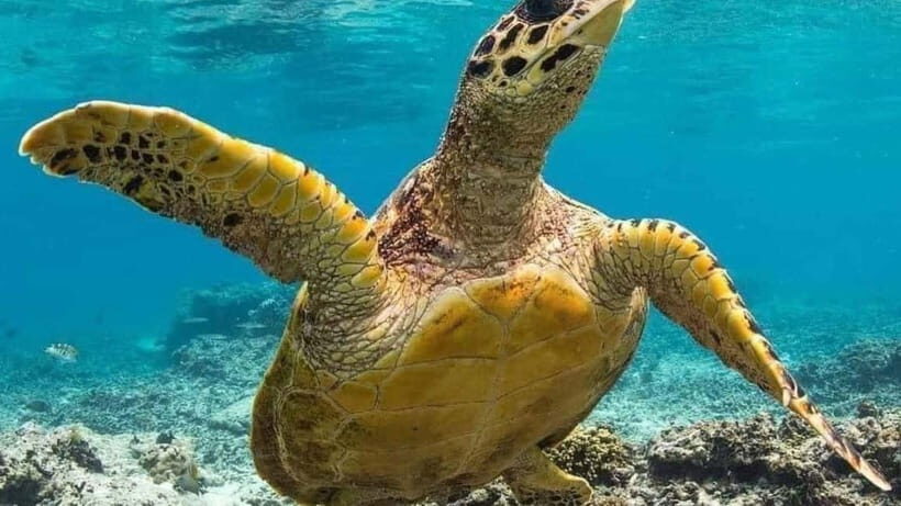 Nusa Penida: East Coast Snorkeling Tour with GoPro - What Makes This Tour Stand Out