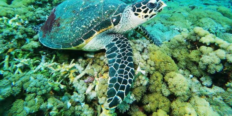 Nusa Penida: Manta Point 3 Spot Snorkeling and Land Tour - Key Points