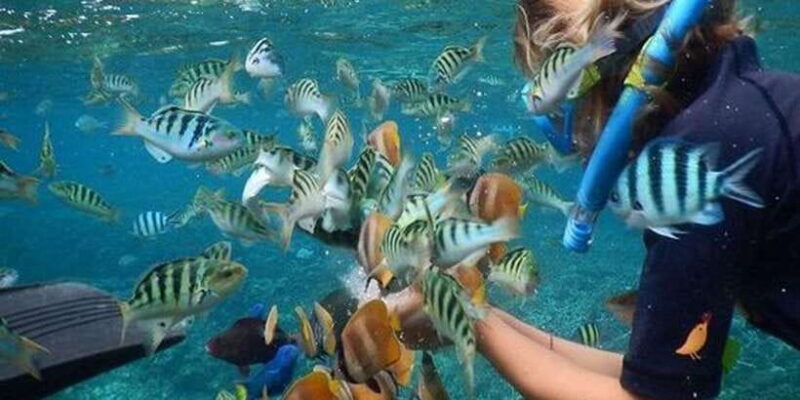 Nusa Penida Package 2D1N : Snorkeling and Tour Island - What’s Included and What’s Not