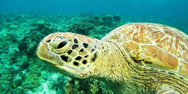 Nusa Penida: Private Manta Bay 5 Spot Snorkeling Trip - Key Points