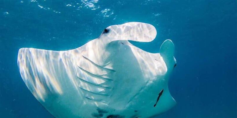 Nusa Penida: Private Manta Bay 5 Spot Snorkeling Trip - What Makes This Tour Stand Out?