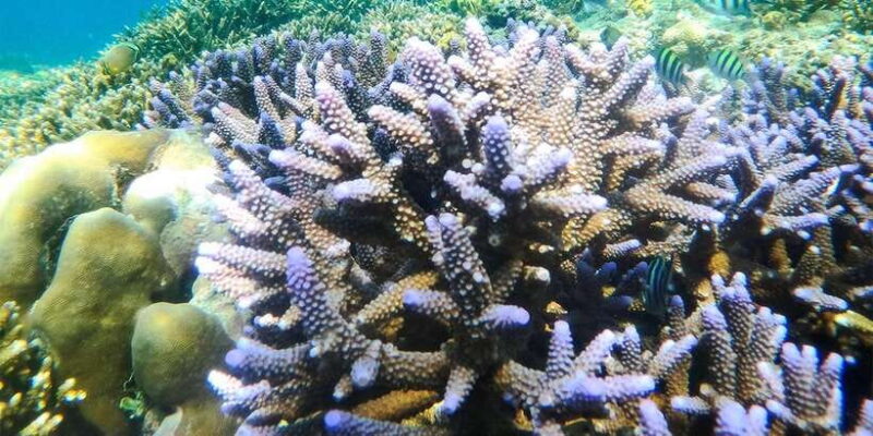 Nusa Penida: Private Manta Bay 5 Spot Snorkeling Trip - The Value of the Price