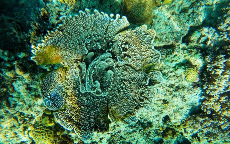 Nusa Penida: Private Manta Bay 5 Spot Snorkeling Trip - Who Should Consider This Tour?