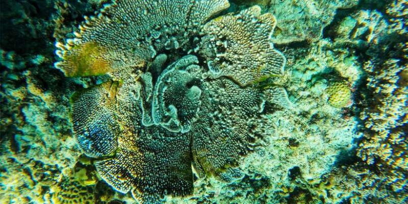 Nusa Penida: Private Manta Bay 5 Spot Snorkeling Trip - Final Thoughts