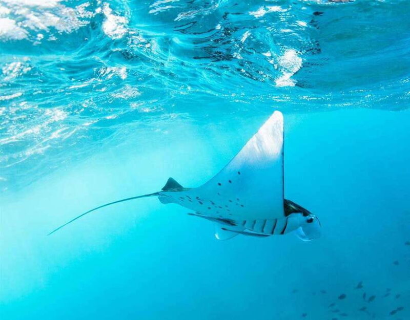 Nusa Penida: Snorkeling 3-4 spots and island tour with guide - Who Should Consider This Tour?