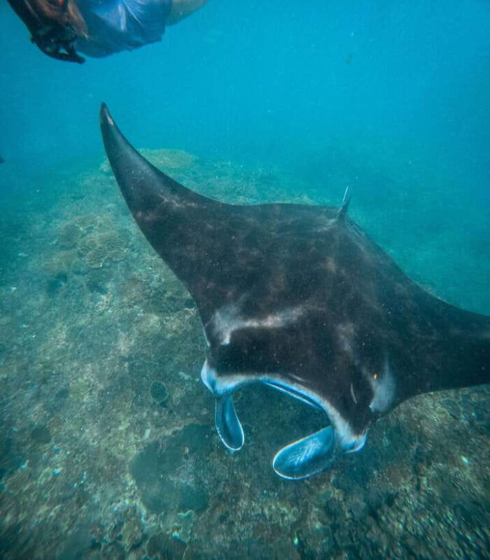 Nusa Penida: Snorkeling 3 Spots with GoPro & West Land Tour - What’s Included and What’s Not