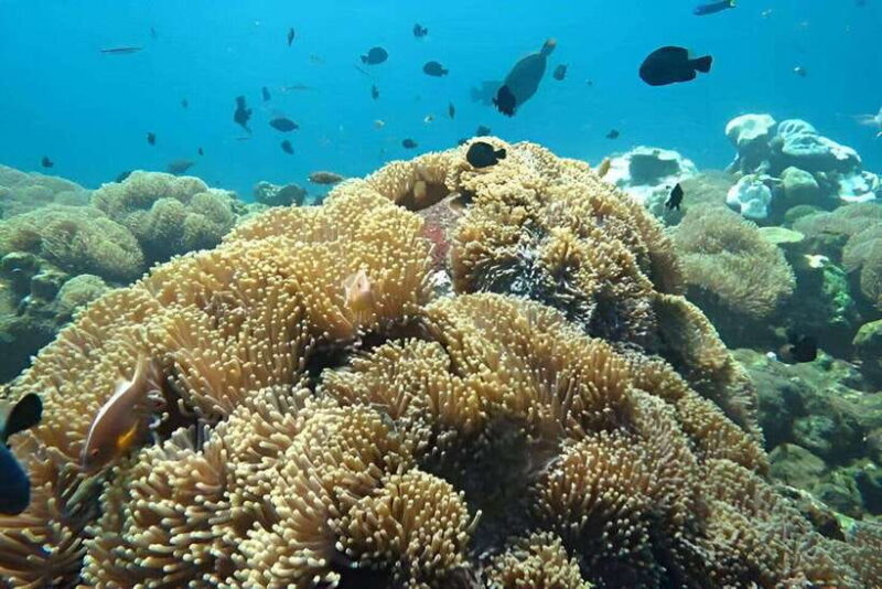 Nusa Penida: Snorkeling Trip with Manta Rays From Bali - Key Points