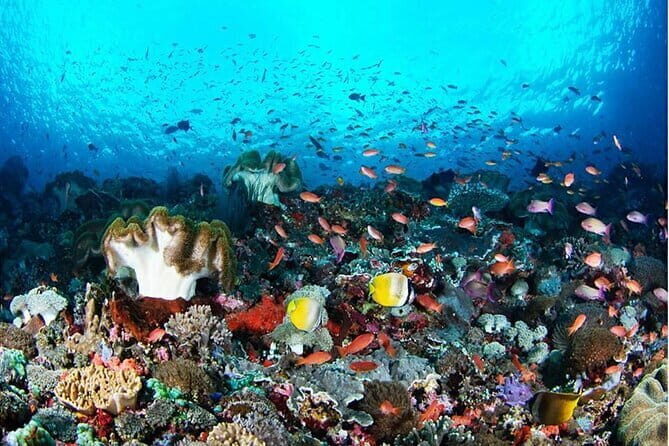 Nusa Penida Snorkling Package - What to Expect from Your Snorkeling Adventure in Nusa Penida