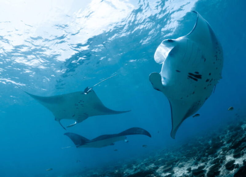 Nusa Penida: Spend time snorkeling with rays and turtles - Key Points