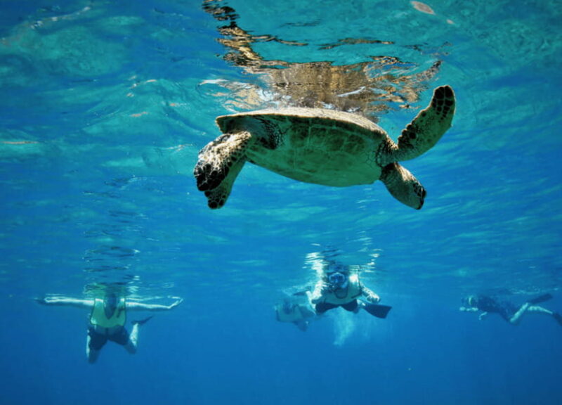 Nusa Penida: Spend time snorkeling with rays and turtles - The Practical Side: Price, Duration, and What’s Included