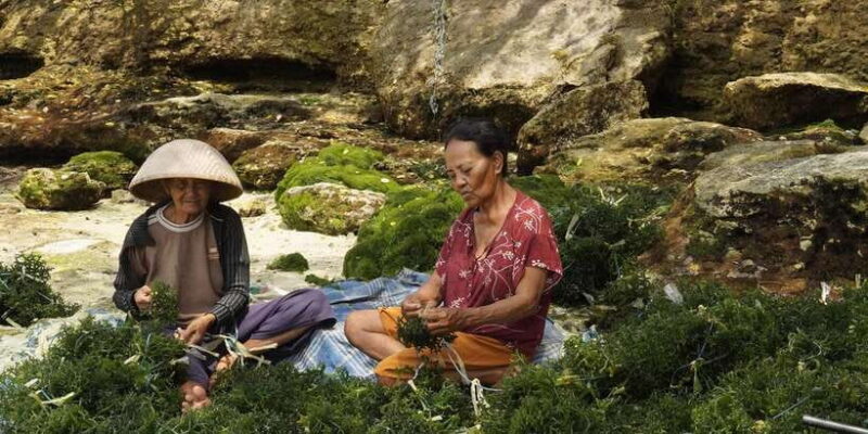 Nusa Penida: Sustainable Seaweed Farming & East Tour - Key Points