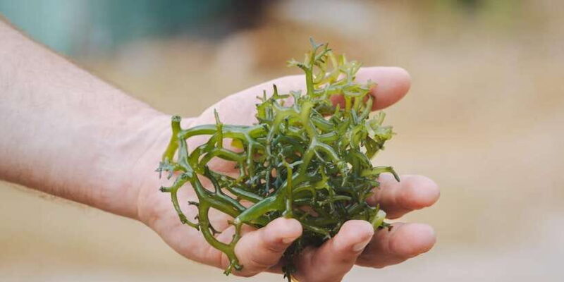 Nusa Penida: Sustainable Seaweed Farming & East Tour - Who Will This Tour Suit?