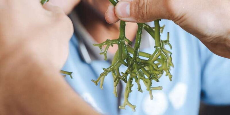 Nusa Penida: Sustainable Seaweed Farming & East Tour - The Sum Up