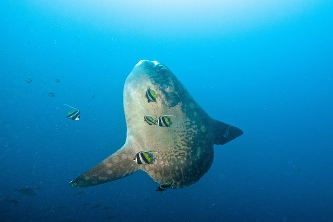 Nusa Penida Three Dives Trip for Certified Divers - Exploring the Nusa Penida Three Dives Trip