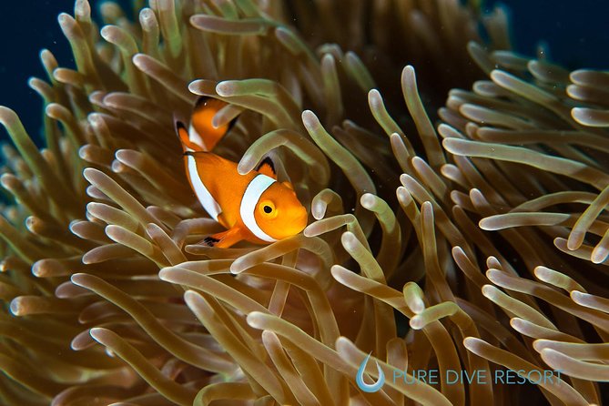 Nusa Penida Three Dives Trip for Certified Divers - FAQs