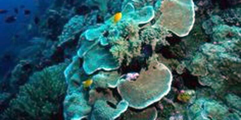 Nusa Penida Tour & 3-Point Snorkeling Experience - Key Points