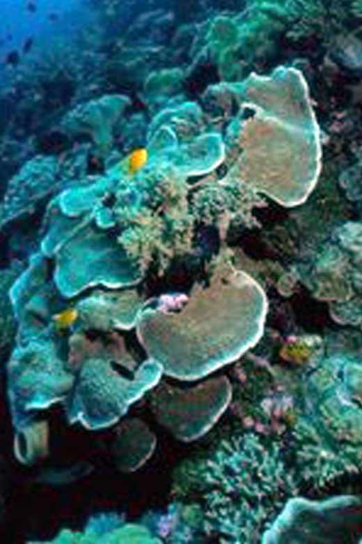 Nusa Penida Tour & 3-Point Snorkeling Experience - Final Thoughts: Who Should Consider This Tour?