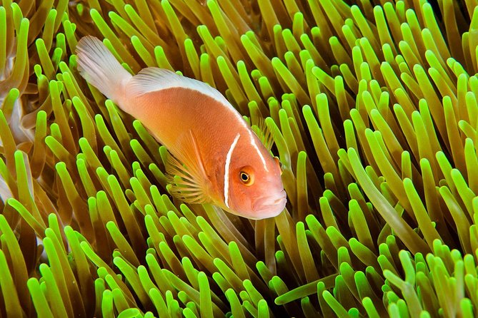 Nusa Penida Try Scuba Diving Program - for Non-Certified Divers - The Marine Life and Diving Conditions