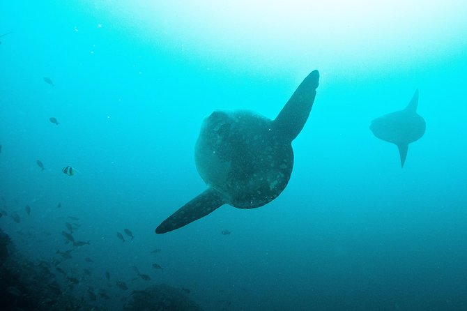 Nusa Penida Two Dives Trip for Certified Divers - The Itinerary: What to Expect