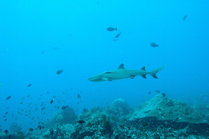 Nusa Penida Two Dives Trip for Certified Divers - FAQs