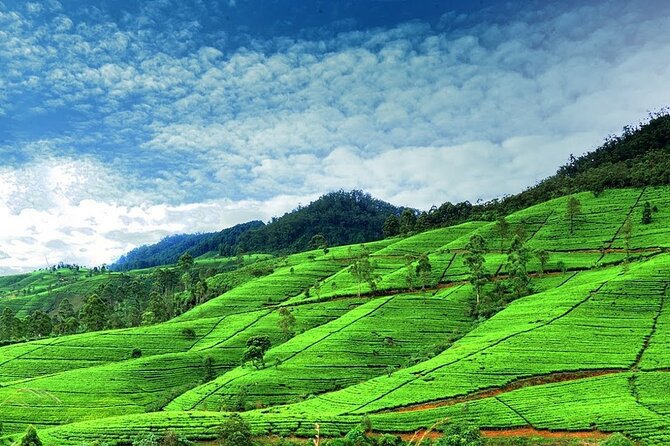 Nuwara Eliya Day Tours with Sri Lanka Friendly Driver - Key Points