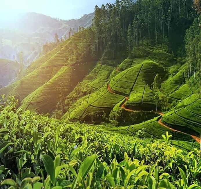 Nuwara Eliya Full day: 5Waterfalls, 2Tea Test & pick by TUK - What to Expect on This Nuwara Eliya Tour