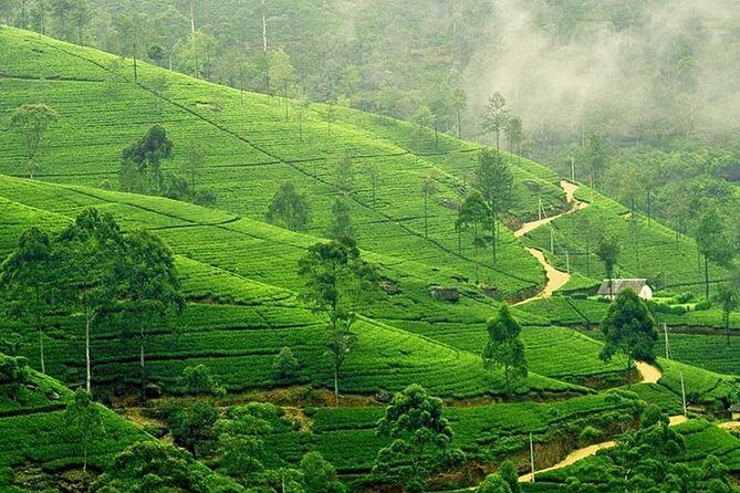 Nuwara Eliya & Kandy | 2 Days Tour - Day 1: From Colombo to Kandy – A Mix of Nature, Culture, and Flavors