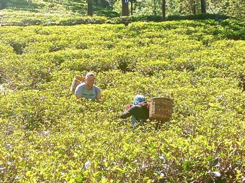 Nuwara Eliya: Tea Factory and Pickle Waterfalls Tuk Tuk Tour - Final Thoughts: Is This Tour Worth It?