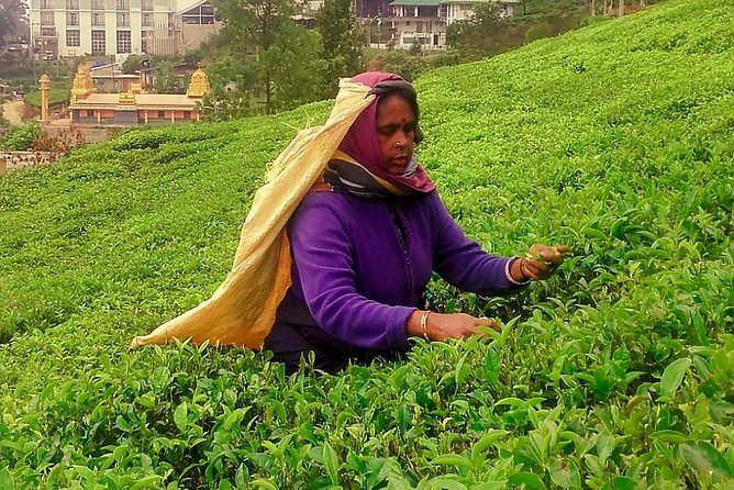 Nuwara Eliya Tea factory and waterfall tour - Authentic Experiences and Guide Insights