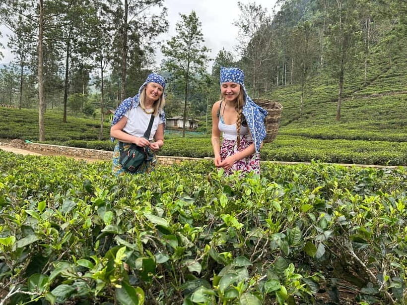 Nuwara Eliya Tea Visit & Ramboda Falls Tours with Taxis - In-Depth Breakdown of the Itinerary