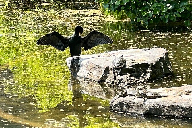NYC Beginner Private Birdwatching Tour - Practical Details and Value