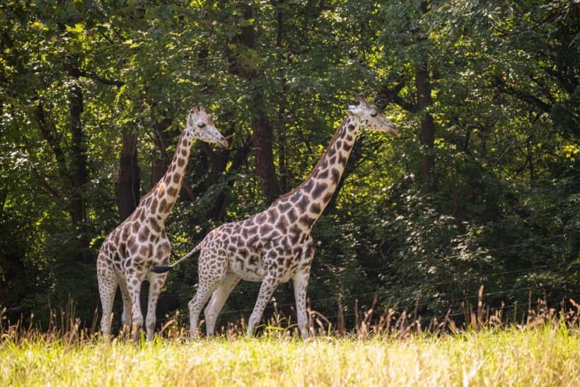 NYC: Bronx Zoo Entry Ticket - The Experience in Detail