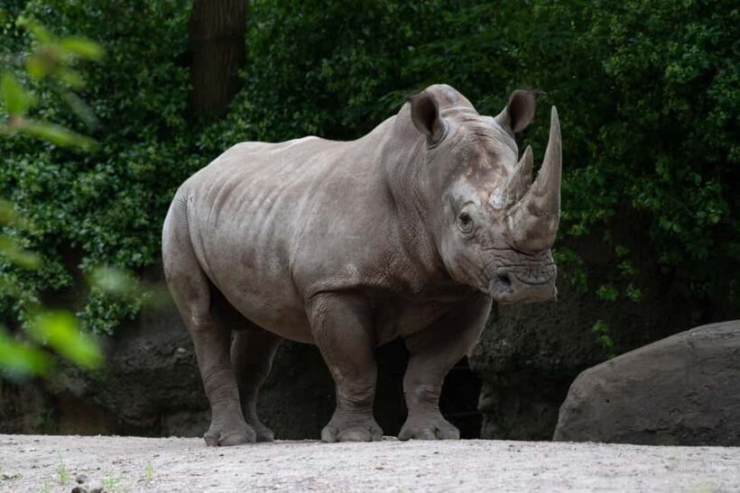 NYC: Bronx Zoo Entry Ticket - Practical Tips for a Smooth Visit