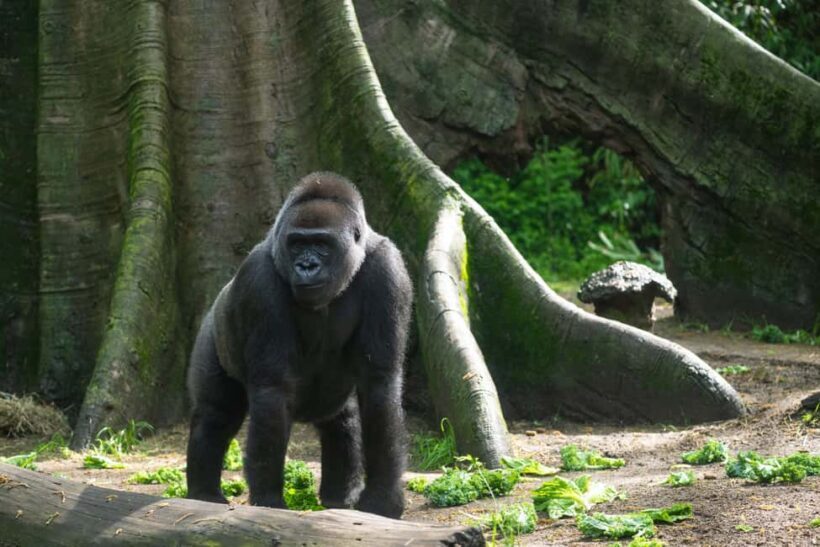 NYC: Bronx Zoo Entry Ticket - Who Should Visit?