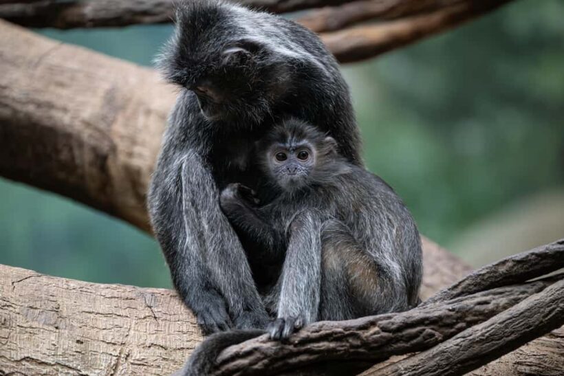 NYC: Bronx Zoo Entry Ticket - The Sum Up