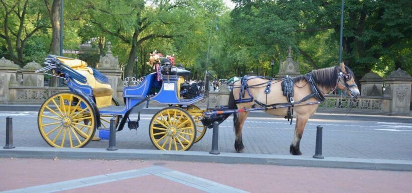 NYC: Central Park Horse-Drawn Carriage Ride - Final Words