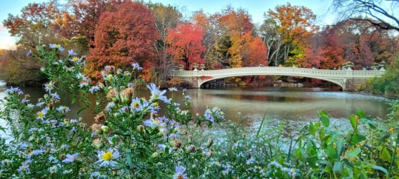 NYC: Central Park Secrets and Highlights Walking Tour - Overview of the Experience