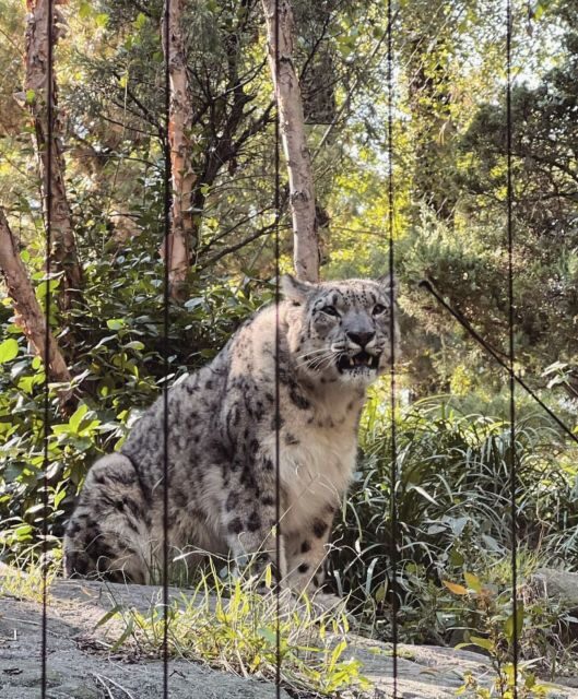 NYC: Central Park Zoo & Central Park Guided Walking Tour - A Deep Dive into the Experience