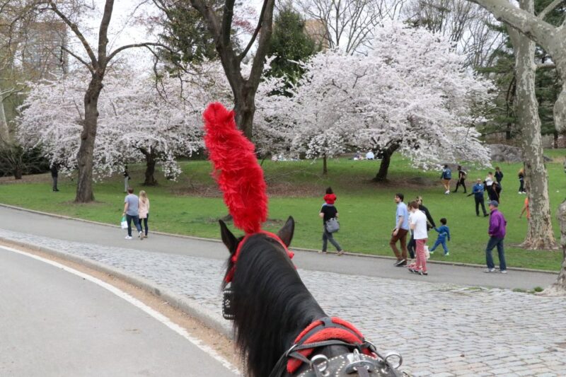 NYC: Guided Standard Central Park Carriage Ride (4 Adults) - The Sum Up
