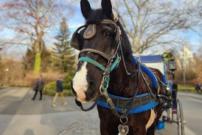 NYC Horse and Carriage Central Park Tours - What to Expect from the Tour: An In-Depth Look