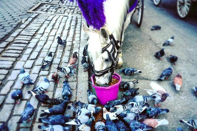 NYC Horse Carriage Ride in Central Park (50 Min. Up to 4 Adults) - Customer Reviews and Feedback