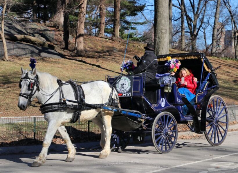 NYC Horse Carriage Ride in Central Park (65 min) - The Guide: Knowledge and Attentiveness
