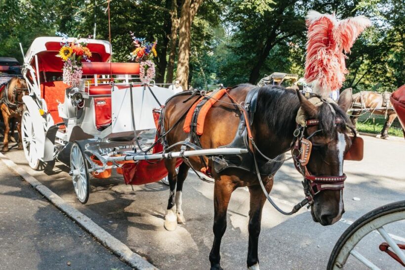 NYC MAGICAL NIGHT TIME RIDE Central Park/Rockefeller Center - Authentic Experiences and Unique Moments