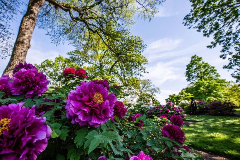 NYC: New York Botanical Garden Pass - Final Thoughts on Value