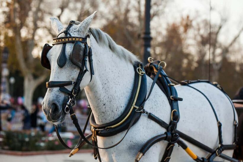 NYC Private Central Park Horse Carriage Ride with Guide - The Sum Up